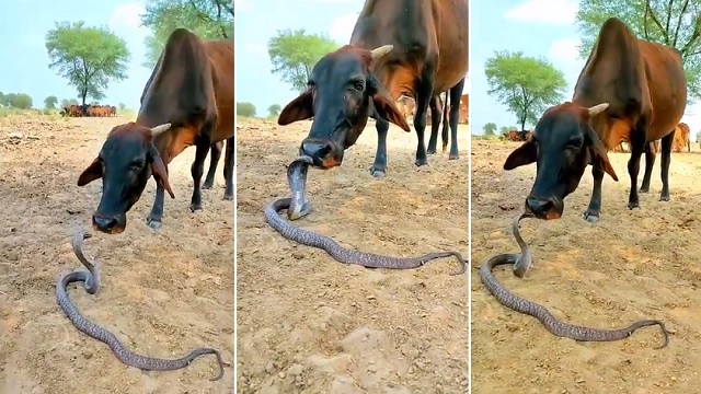 Video of snake-cow interacting goes viral on Internet