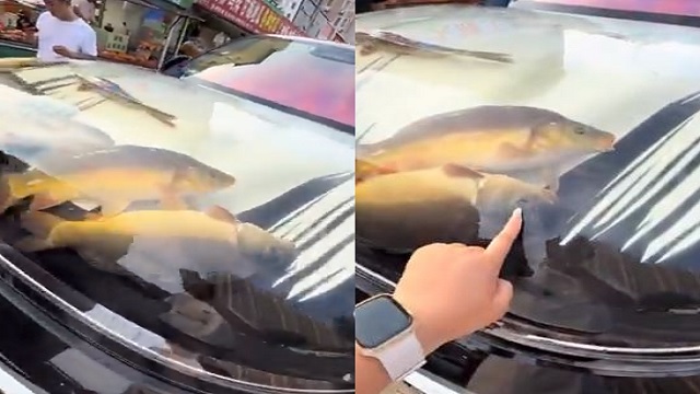 Man uses live fish to turn car hood into aquarium in China