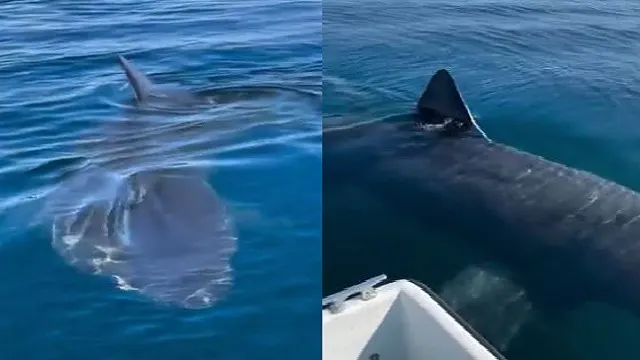 Giant basking shark spotted in rare sighting off Norway,watch